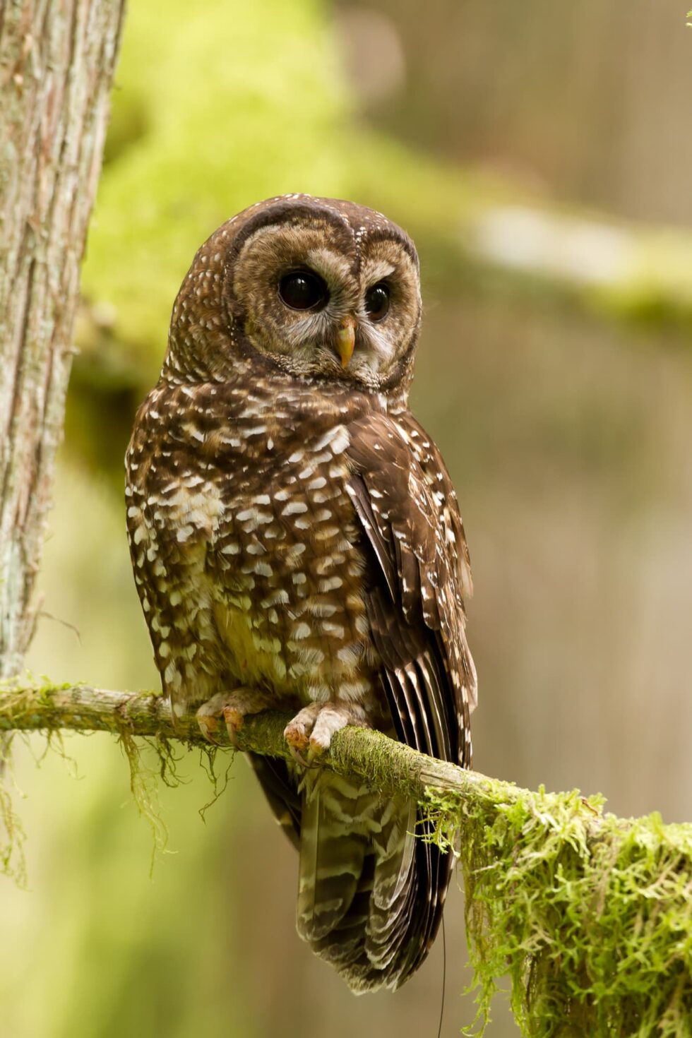 About us | BC Conservation Foundation