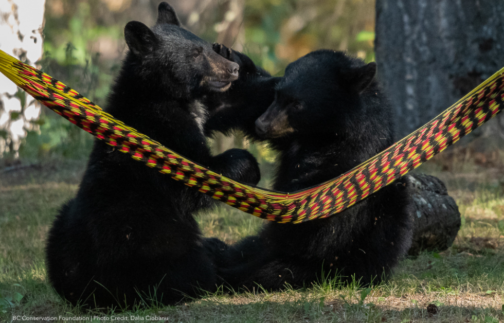 Our Team | BC Conservation Foundation